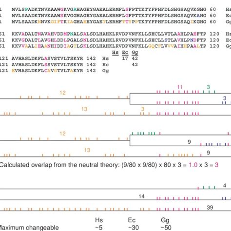 The Overlap Feature Of Hemoglobin Beta In Macroevolution A Sequence Download Scientific
