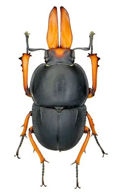 Tyranid Paint Color Schemes 9 Motifs Tangible Day Beautiful Bugs