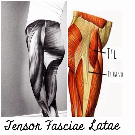 The Hip Joint Tfl Tensor Fasciae Latae