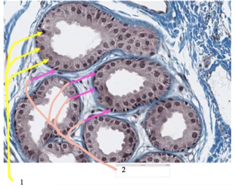 Lab 9 Secretory Tissues Flashcards Quizlet