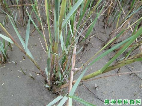 互花米草（禾本科）【耕种帮种植网】