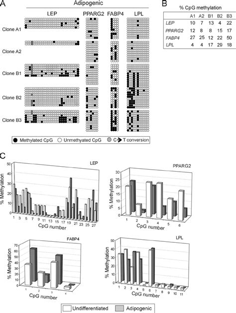 Bisulfite Sequencing Analysis Of Dna Methylation Of Lep Pparg2 Download Scientific Diagram