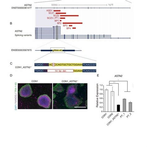 Schematic Illustration Of IGF IGF 1R Signaling Pathway And Its Main