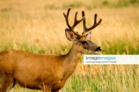 Deer Antlers Side View