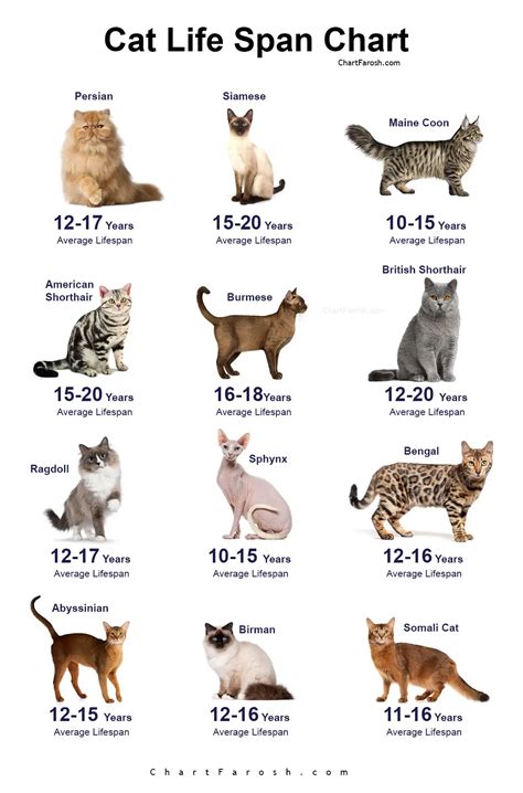Cat Lifespan Chart Indoor Vs Outdoor Cats Lifespan