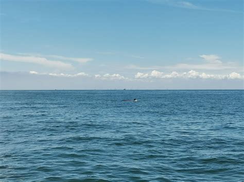 Balaenoptera Edeni
