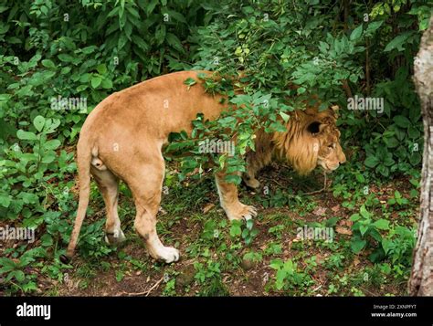 The Male Liliger Searching Something In The Grassrussian Far East