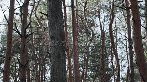 Squirrel On A Tree In A Pine Forest Stock Footage Video Of Park