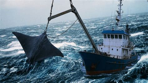Cómo Se Pesca La Mantarraya Más Grande Del Mundo Documental En Altamar Youtube