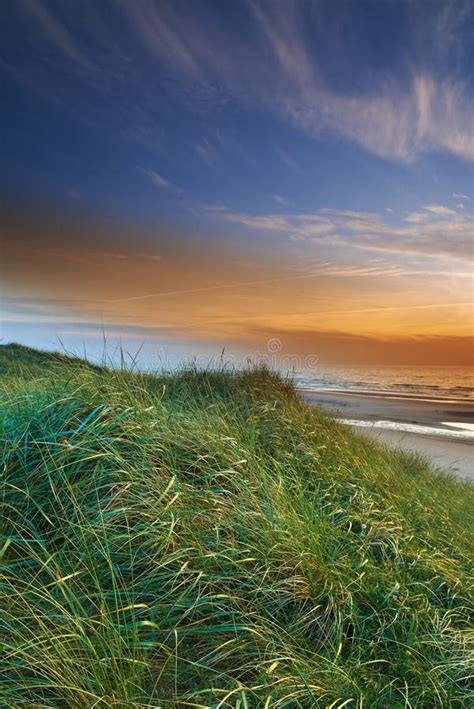 Grassy Dunes Of The Jutland Beach A Scenic Beach On The West Coast Of