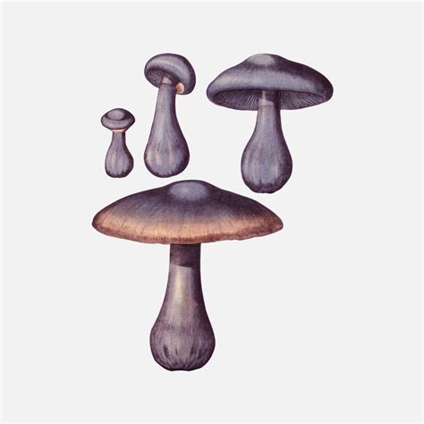 Violet Webcap Mushroom Tofujoe