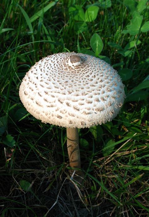 6 Quirky Mushrooms That Look Like Boobs And Breasts Hello Lidy