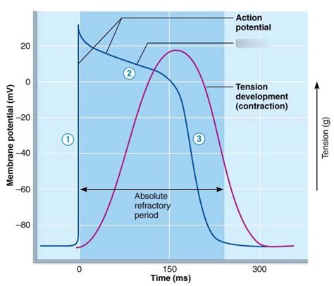 Contractile Cardiac Cell Graph Diagram Quizlet