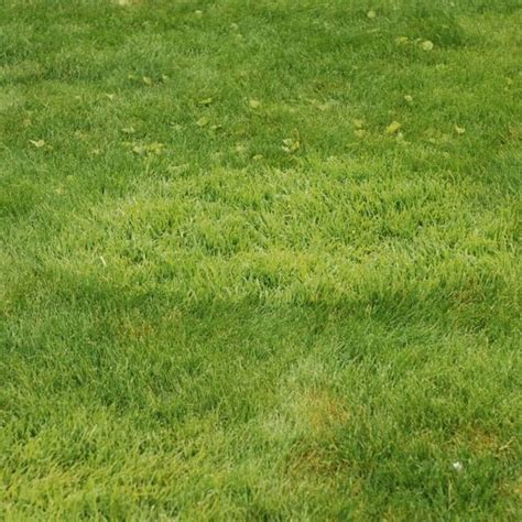 Grass As Inspiration My Pen My Friend