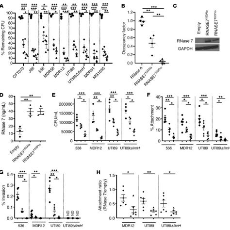 Rnase 6 Mrna And Rnase 6 Peptide Expression In The Murine Urinary