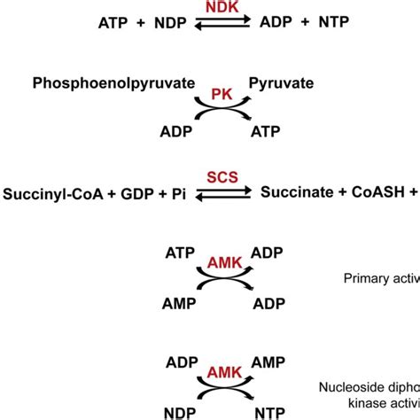 Diverse Roles Of Nucleoside Diphosphate Kinase In Genome Stability And
