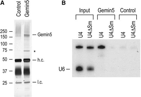 Figure 3 From Articlethe Gemin 5 Protein Of The Smn Complex Identifies Snrnas Semantic Scholar