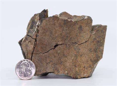 Tyrannosaurus Rex T Rex Fossil Femur Pc Hell Creek South Dakota Sd Coa 5537 Etsy