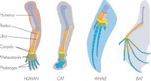 Topic 51 Evidence For Evolution Amazing World Of Science With Mr Green