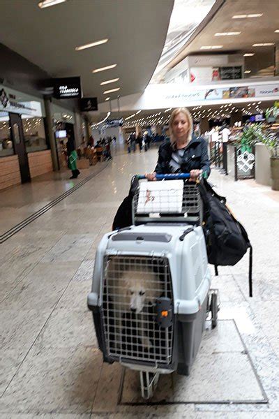 Clayla Kuvasz Criadero De Raza Kuvasz Y Labradores
