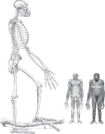 Ardipithecus Fossils