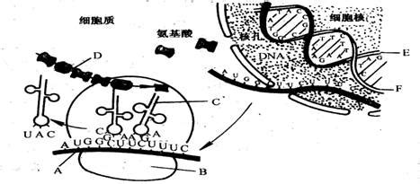 下图所示的人类遗传病系谱中 可能属于x染色体上的隐性基因控制的遗传病的是 A B C D——青夏教育精英家教网——