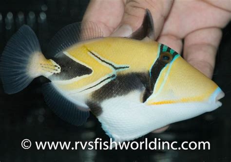 Tag Hybrid Triggerfish Reef Builders The Reef And Saltwater