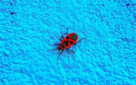 Blacksmith Wingless Insect Bug Free Photo On Pixabay