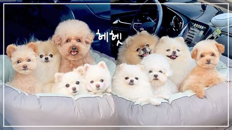 강아지 많은 집의 개 알찬 하루 Eng Youtube