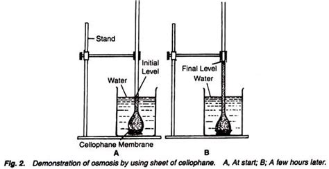 Osmosis Drawing At Explore Collection Of Osmosis