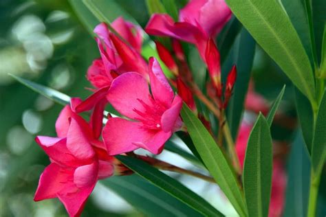 Ultimate Guide To Oleander Flower Nerium Meaning Petal Republic