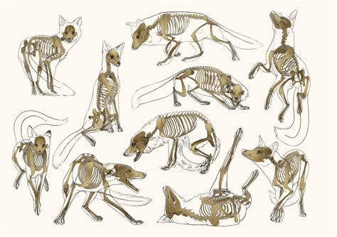 Fox Skeleton Diagram