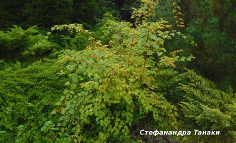 Стефанандра - посадка и уход, сорт криспа с фото. Посадка, размножение ...