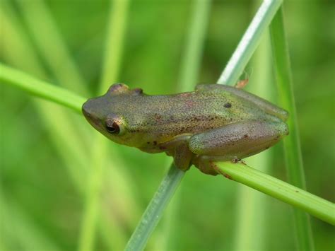 A Female Hyperolius Howelli From The Harenna Forest Ethiopia