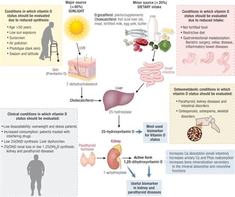 Consensus Statement On Vitamin D Status Assessment And Supplementation