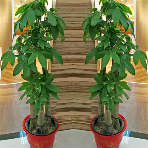 三头发财树聚财型发财树 伤感说说吧