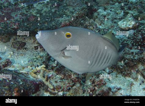 A Grey Fish With Expressive Facial Expressions Yellowtail Filefish