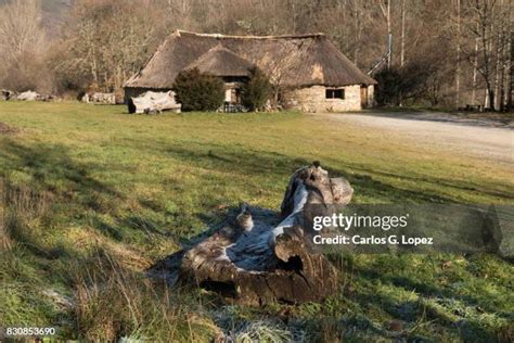 Balboa Tree Photos And Premium High Res Pictures Getty Images