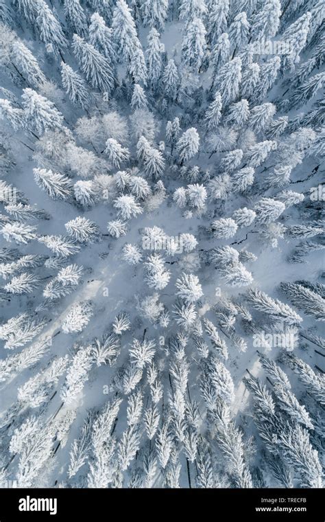 Norway Spruce Picea Abies Aerial View Of A Winter Forest