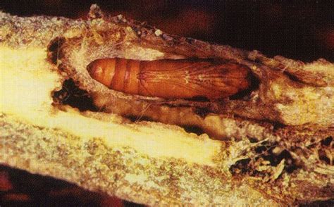 Sweetpotato Stemborer