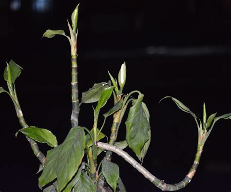 Aglaonema Modestum Eflora Of India