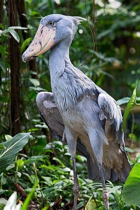 Majestic Shoebill Stork In The Wild Balaeniceps Rex Bec Sabot