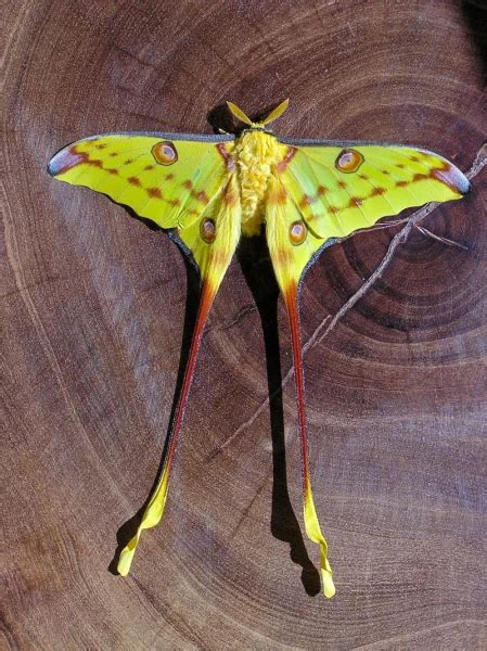 Comet Moth Facts Diet Habitat And Pictures On Animaliabio
