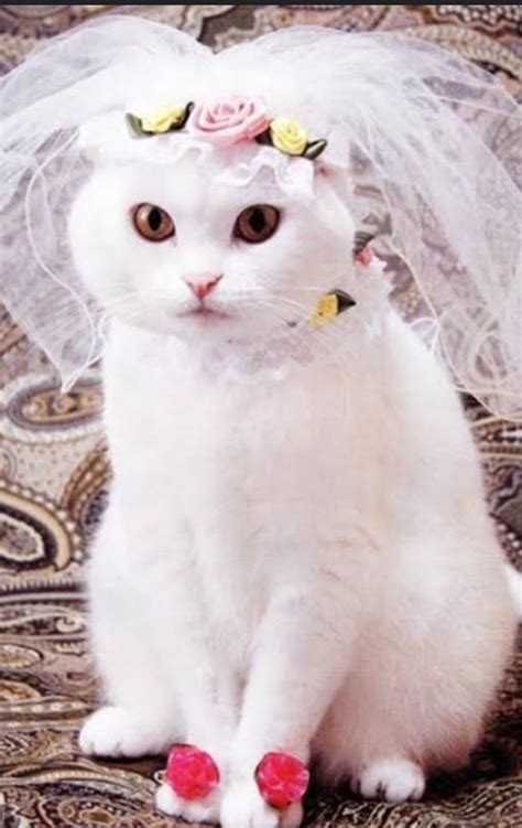 Couldn't take my eyes off this kitty katty when i saw it, look so ...