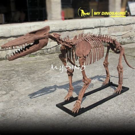 Prehistoric Pakicetus Skeleton Replica For Sale Mydinosaurs