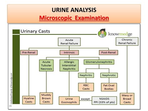 Ppt Urinalysis Powerpoint Presentation Free Download Id2773692