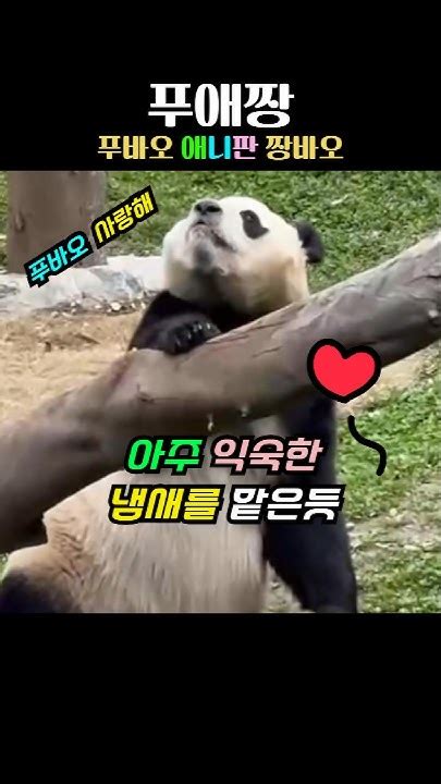 푸바오가 아주 익숙한 냄새를 맡은듯 Youtube