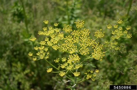 Wild Parsnip Ckiss Central Kootenay Invasive Species Society