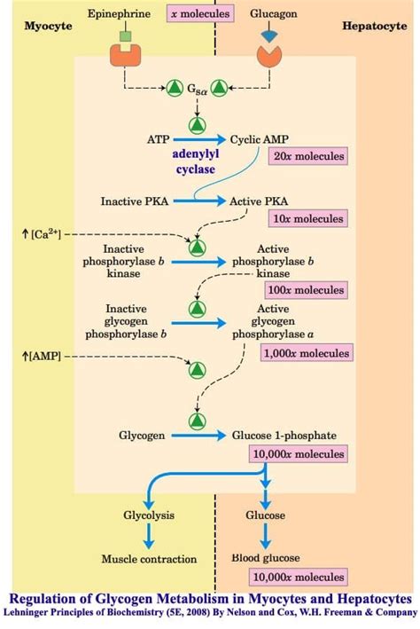 Glycogenolysis Pathway Ppt