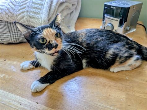 Flora Kitty Connection